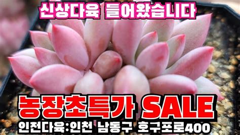 인천다육 ️주말맞아 신상다육이 쎄일판매합니다 🏡인천 남동구 호구포로400 ☎️ 010 5316 7402 Youtube
