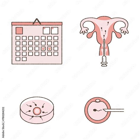 Illustration Set Of Timing Method Artificial Insemination In Vitro Fertilization