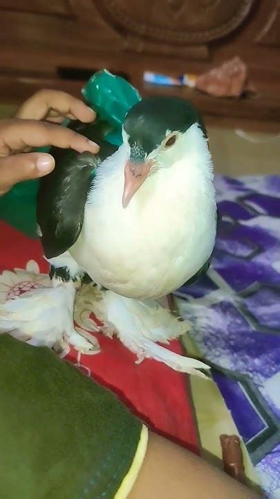 ২ জুন ২০২৩ Youtube