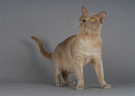 Birmos Katė Birmos Charakteris Veislės Aprašymas Feralt