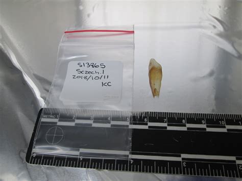 Ancient Dna From Medieval Germany Shows Ashkenazi Jews Were More