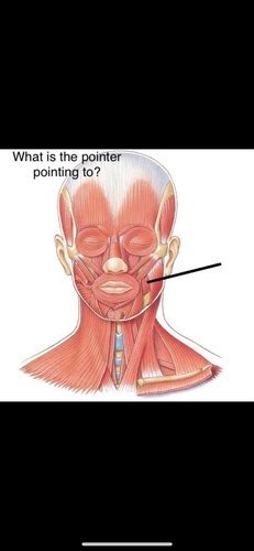 Gross Muscle Insertion Flashcards Quizlet