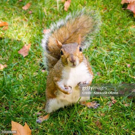 Red Chipmunk Photos And Premium High Res Pictures Getty Images