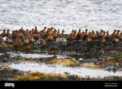 Flock Of Red Knot Calidris Canutus Resting And Feeding Whilst