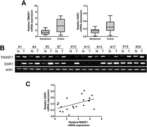 Tm4sf1 Correlates With Ddr1 Expression In Specimens Of Pancreatic Download Scientific Diagram