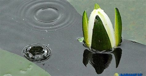 수련 꽃봉오리와 빗방울