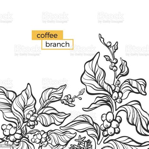 커피 나무 잎과 커피 콩의 검은 지점의 템플릿 벡터 일러스트 레이 션 0명에 대한 스톡 벡터 아트 및 기타 이미지 0명 가지 식물 부위 검은색 Istock