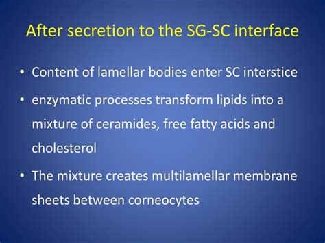 Ppt The Epidermis The Defense Of The Body Powerpoint Presentation