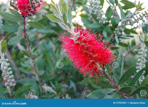 Bottle Brush Tree Stock Image Image Of Bottlebrush Tree 37929401