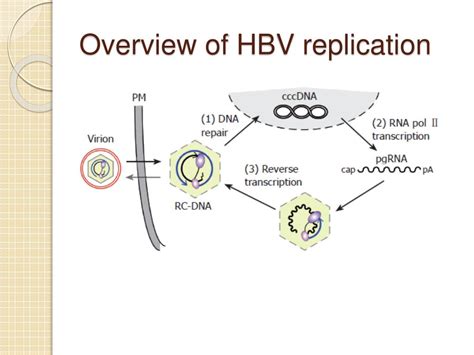 Ppt Hbv Replication Powerpoint Presentation Free Download Id1439978