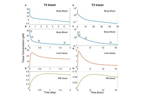 Simulation Of Th Tracer Experiments To Determine Distribution Phases