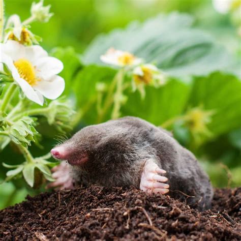 Garden Mole Control And Removal Service Daleseide Pest Control