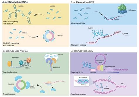 NcRNAs With Regulatory Functions Encyclopedia MDPI