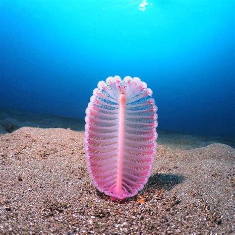 Look At The Color Of Sea Pen As Their Name Suggests Sea Pens Can Look