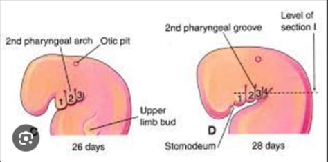 Kartlar Embryology Development Of Parathyroid Gland Quizlet