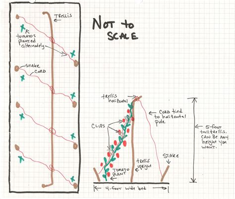 The Urbane Farmer Trellising Tomatoes String Trellis Part 4