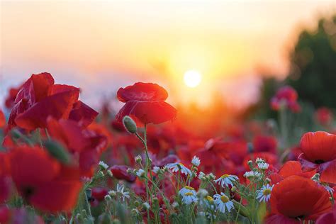Remembrance Day Events The Haldimand Press