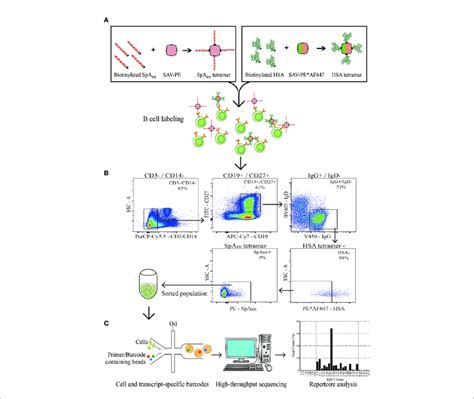Depiction Of Strategy For Memory B Cell Sorting And Bcr Transcript
