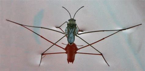 Gerridae Alchetron The Free Social Encyclopedia