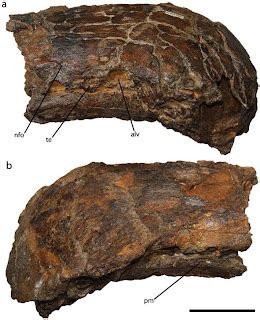 Oxalaia Ikessauro