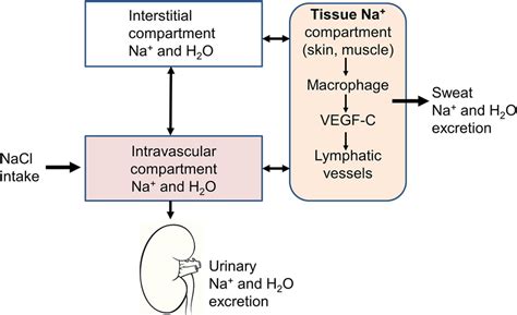Schematic Representation Of The Three Compartment Model In Addition To Download Scientific
