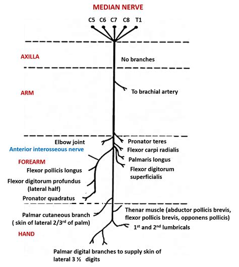 Median Nerve Spinal Roots