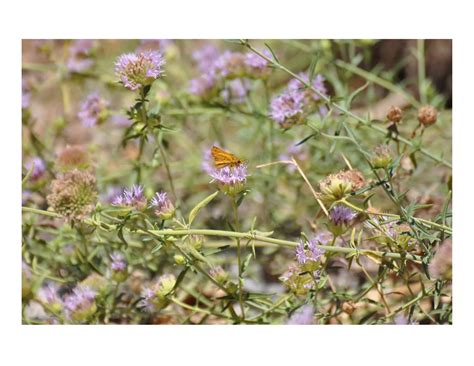 Monardella Australis Web Show Pdf