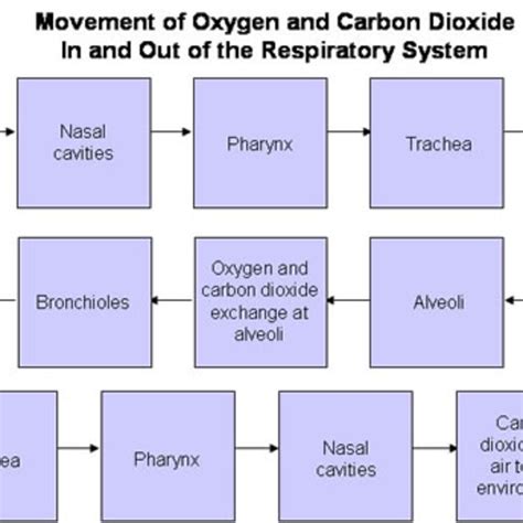 Diagram Pathway Of Air In Respiratory System Respiratory Sys