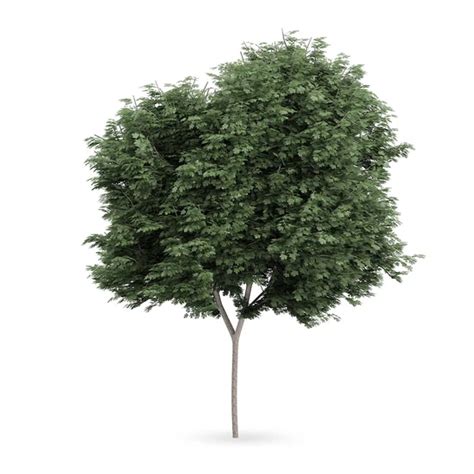 Field Maple 3d Models Download