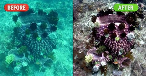 Color Correction Underwater A Comprehensive Guide Retouching Labs