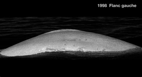 Bilou Baleines En Direct