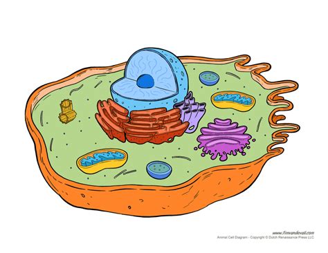 Cell Nucleus Cartoon