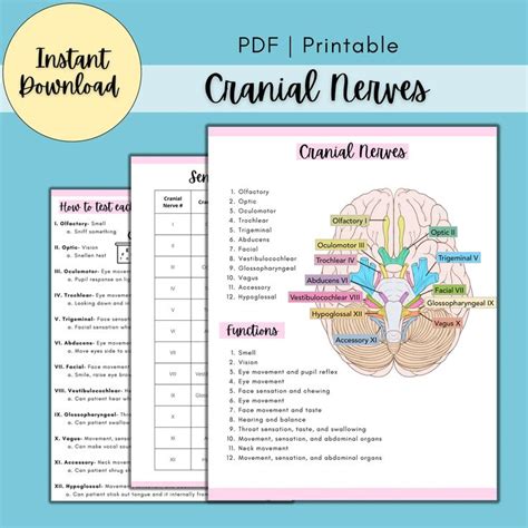 Cranial Nerve Testing Chart Cranial Nerves Doc Nursing Cheat Coronatodays