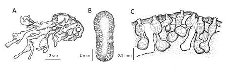 4 1 1 1 Didemnum Vexillum A Part Of Colony With Well Developed Download Scientific Diagram