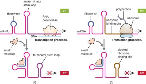 143 Gene Regulation Operon Theory Biology Libretexts