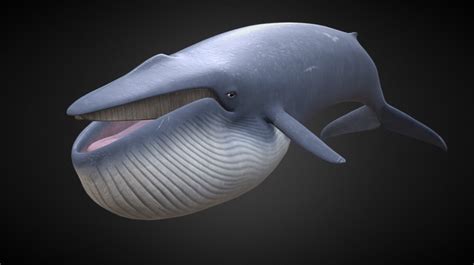 Blue Whale Sketchfab