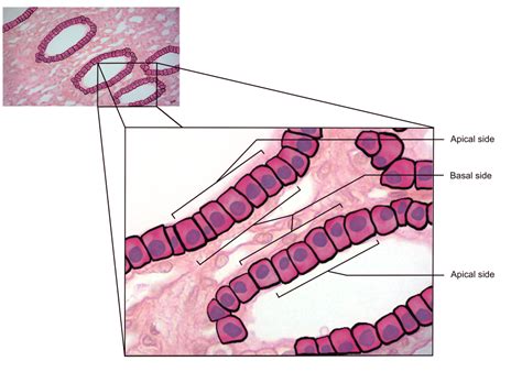 Introduction To Epithelial Tissues Anatomy And Physiology I An