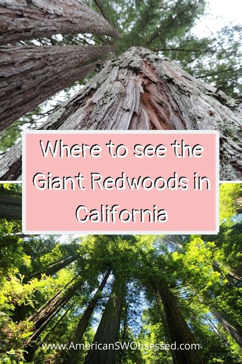 Where Are The Giant Redwood Trees American Southwest Obsessed