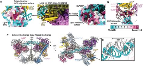 Surface Conservation Of Different Areas In The Sr Synaptic Complex A Download Scientific