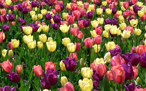 Bing Spring Flowers Wallpapers 4k Hd Backgrounds On Wallpaperbat