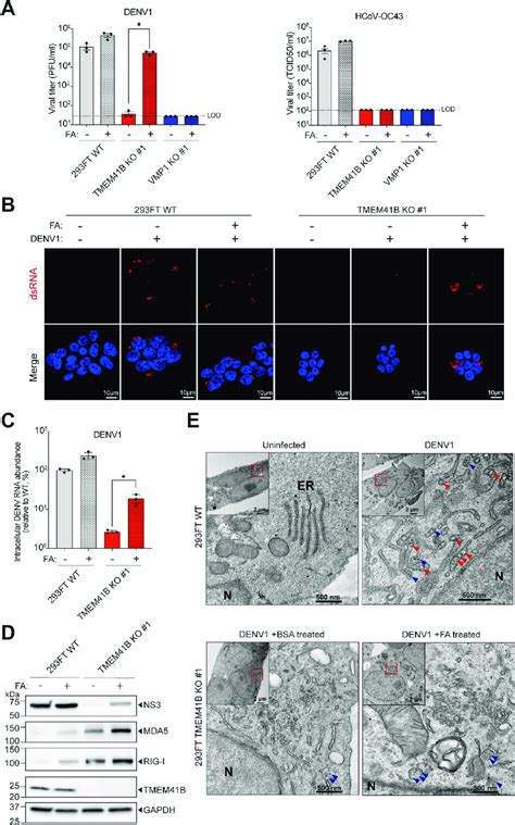 Exogenous Fatty Acid Complementation Can Partially Rescue Denv Download Scientific Diagram