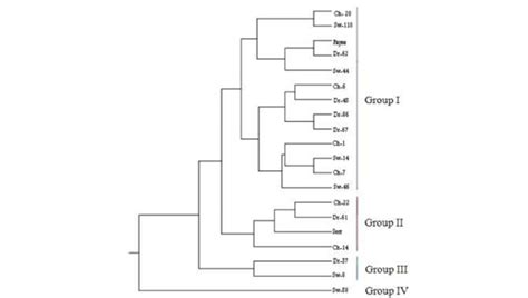 dendrogram of 20 walnut genotypes generated by upgma cluster analyses