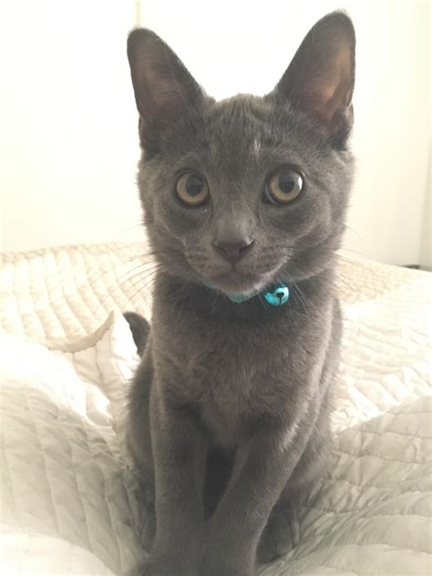 Can I Please Use Your Hand As A Chew Toy R Aww