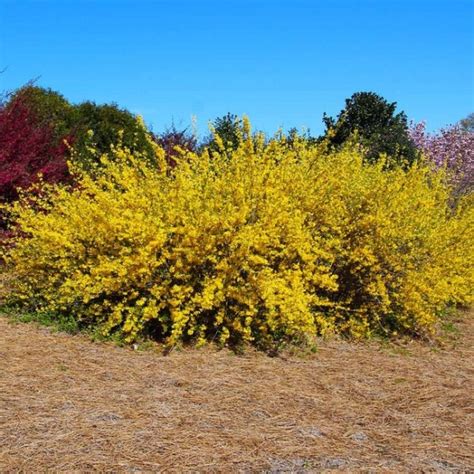 Flowering Trees Zone 4b At Conrad Martinez Blog
