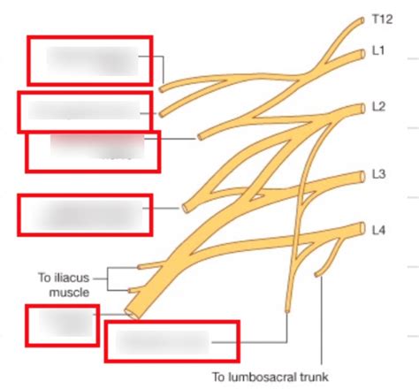 Lumbar Plexus 2 Diagram Quizlet