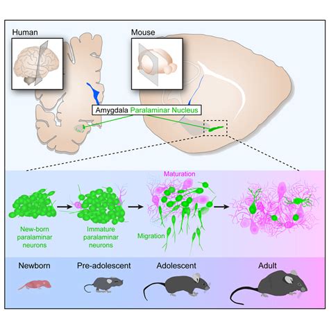 Delayed Maturation And Migration Of Excitatory Neurons In The Juvenile