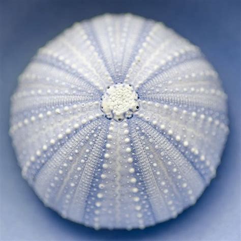 Download Beautiful Purple Sea Urchin Shell Wallpaper