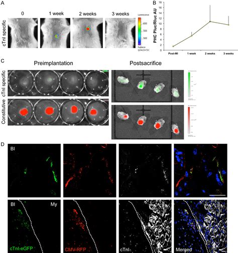 Figure 1 From Engineered 3d Bioimplants Using Elastomeric Scaffold Self Assembling Peptide