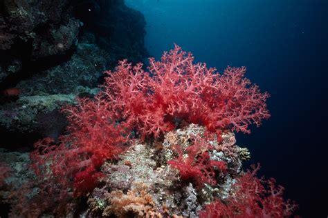 Hot Water The Bizarre Sex Lives Of Ocean Creatures