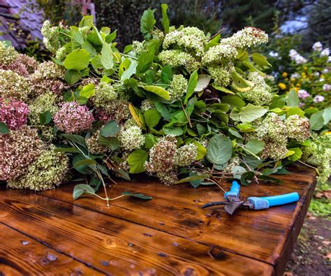 How To Prune A Hydrangea In Spring Back Gardener